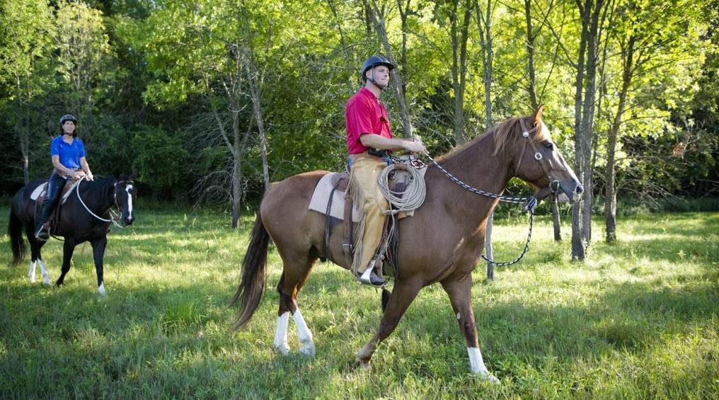 Want to learn horseback riding? Try one of these suburban horse stables ...