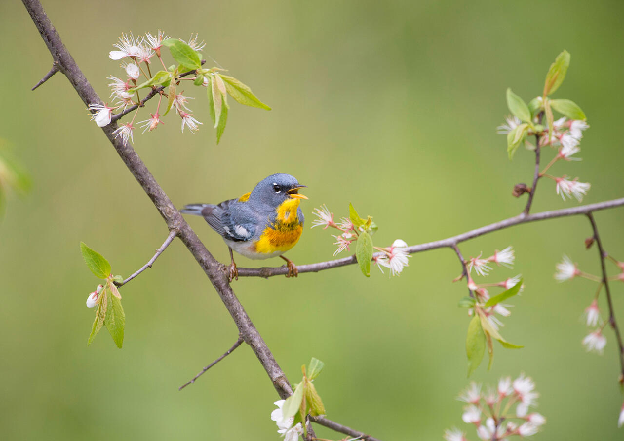 The Bird Migration Explorer Lets You Interact With Nature’s Most ...