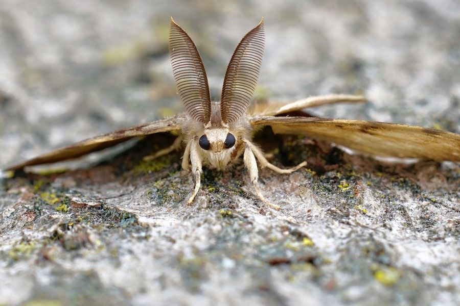 Spongy moth menacing? It’s the caterpillar that ravages our trees ...