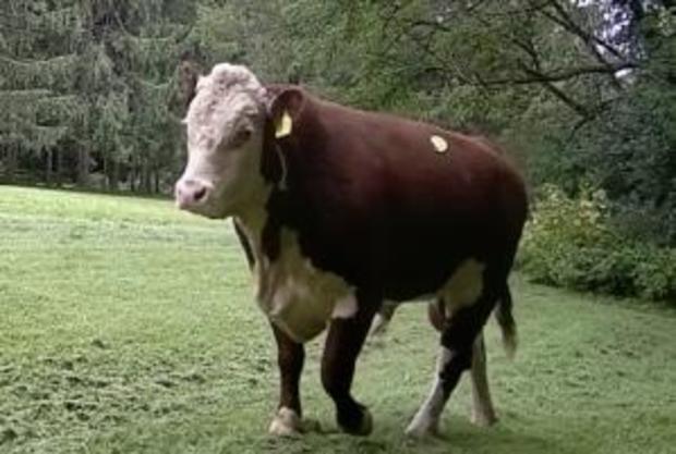 A celebrity bull (somewhere) in our midst? | The Barrington Hills Observer