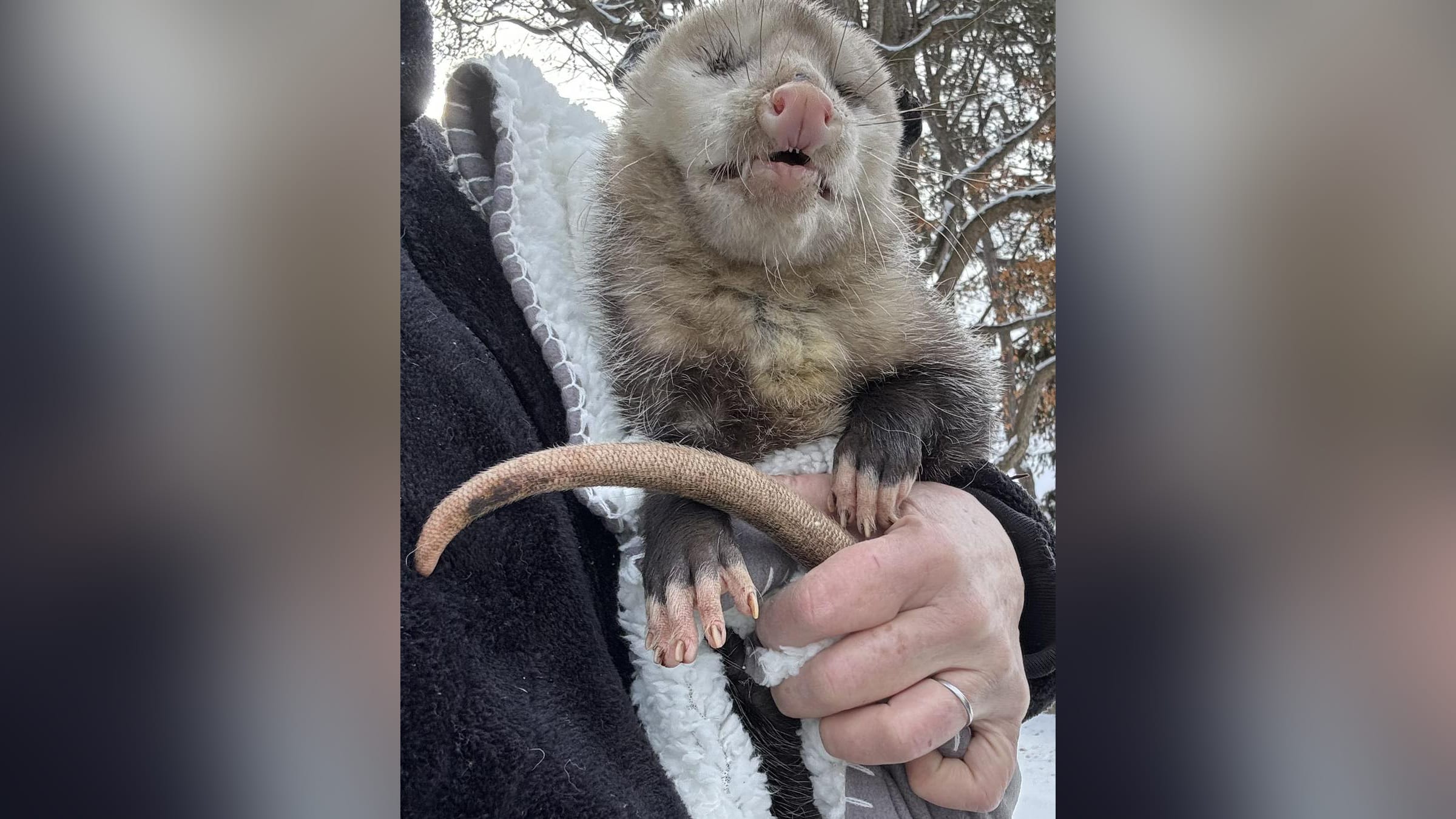 Wildlife center treating opossum found injured after falling in window ...