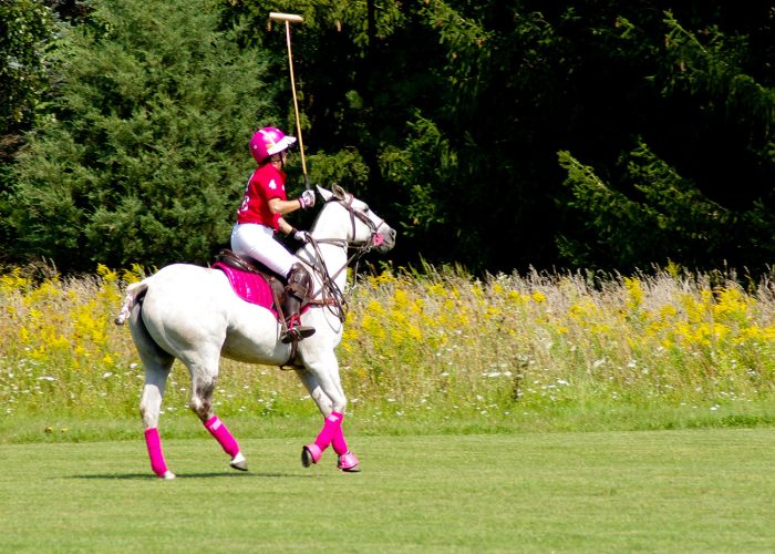 From Rescue To Ribbons: Gunshot Survivor Finds New Life On The Polo ...