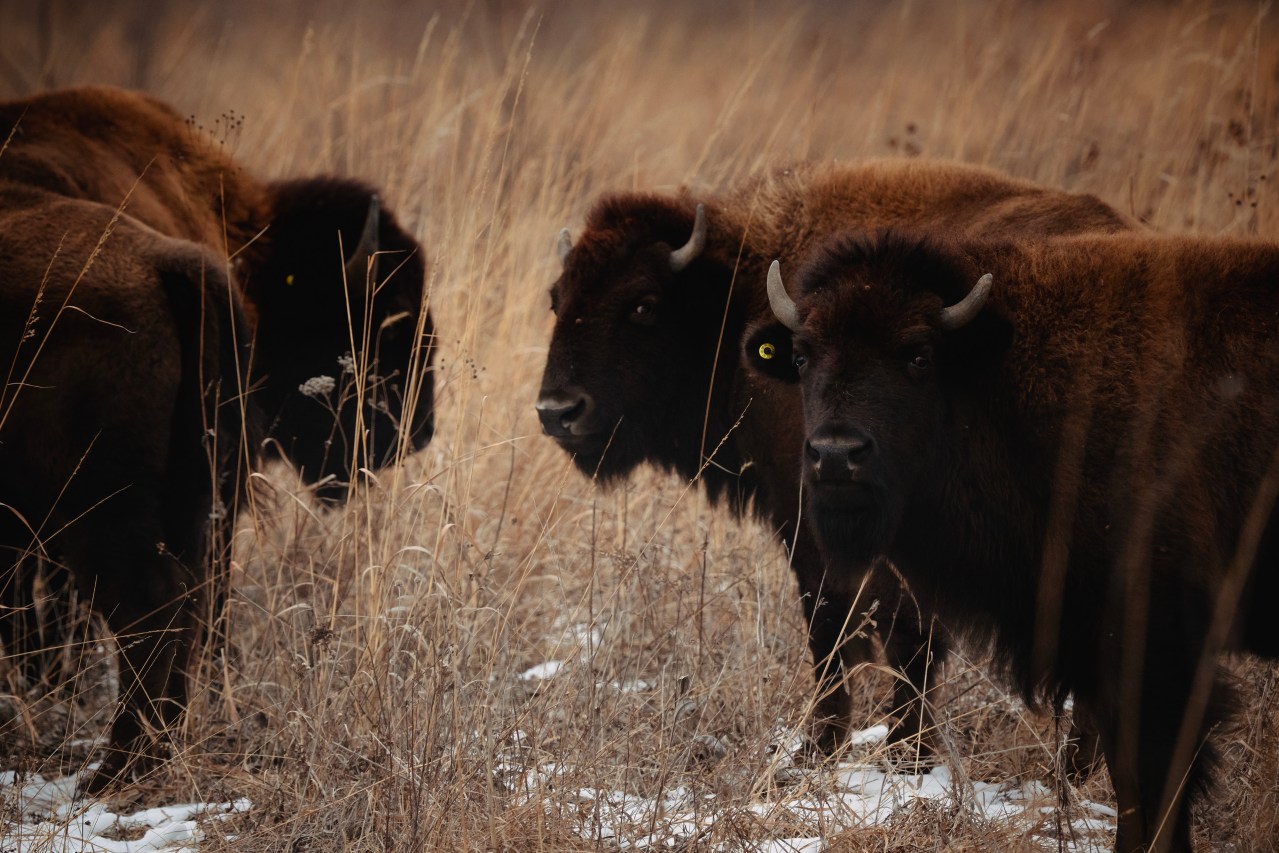 Bison return to Kane County after 200 years, a crucial step for ...